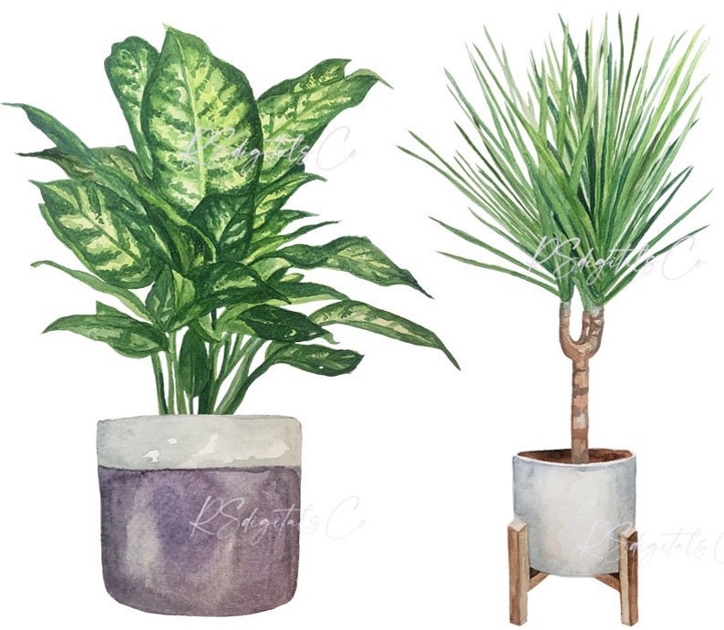 Watercolor House Plant Clip Art Elements / Watercolor Art / - Etsy