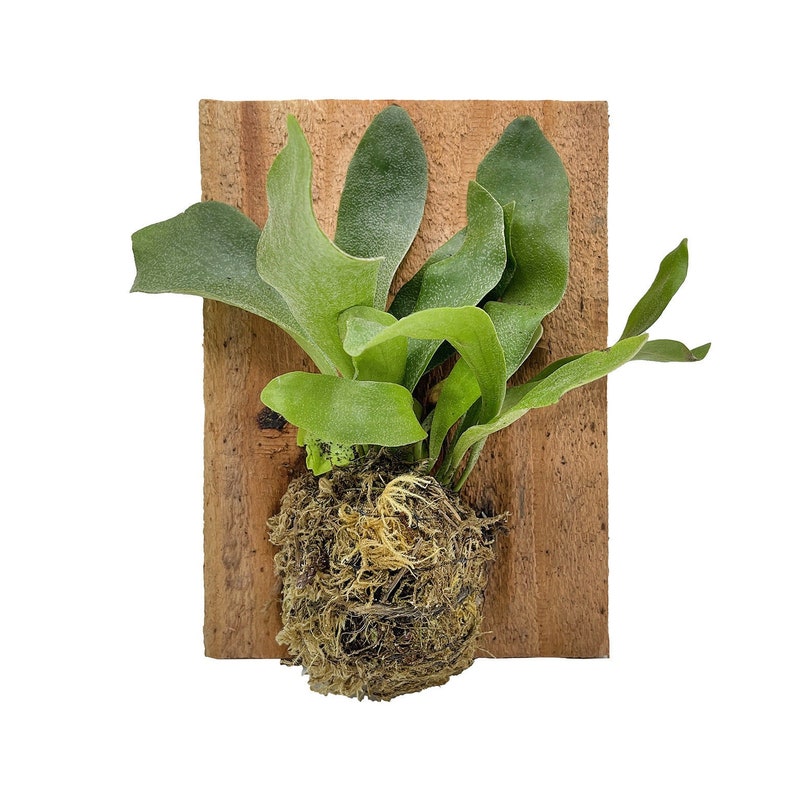 Stag Horn Fern & Mount - Etsy