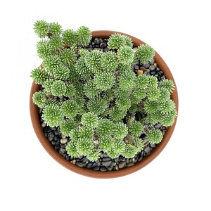 Mini Joshua Tree Succulent 4 Pot Thick and Full Sedum Multiceps Rare - Etsy