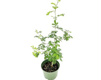 Texas Ebony, Native Texas Tree Seeds and Seedlings: Ebenopsis Ebano ...