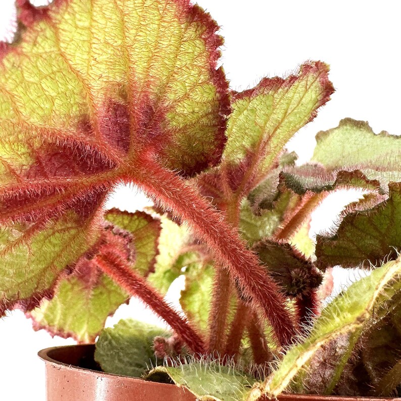 Begonia Rex 'escargot': Swirled Snail Leaf Houseplant - 4" and 6" Pot ...