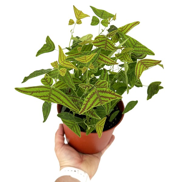 Butterfly Wing Plant - Etsy