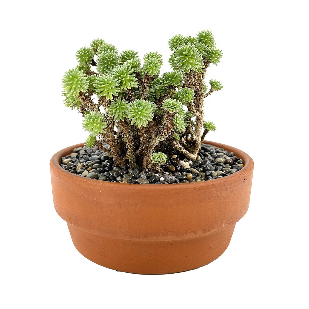 Mini Joshua Tree Succulent 4 Pot Thick and Full Sedum - Etsy
