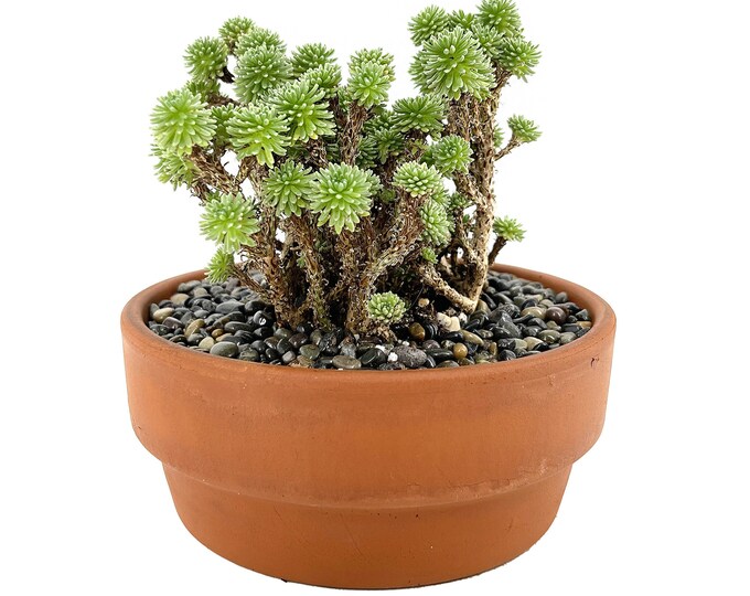 Mini Joshua Tree Succulent 4 Pot Thick and Full Sedum - Etsy