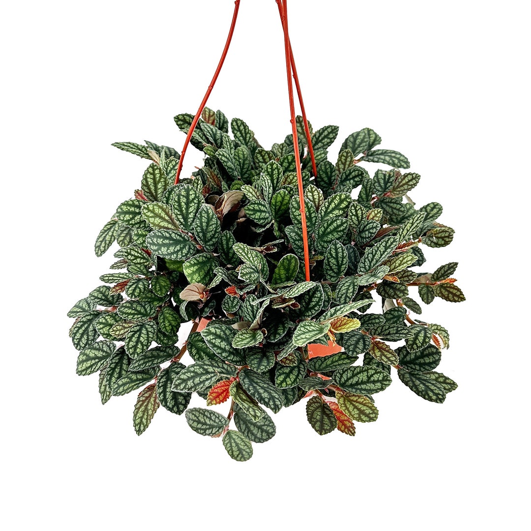 Pellionia Pulchra 'watermelon Begonia' Trailing Shingling Tropical ...