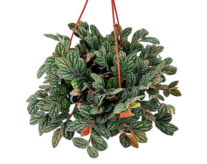 Pellionia Pulchra 'watermelon Begonia' Trailing Shingling Tropical ...