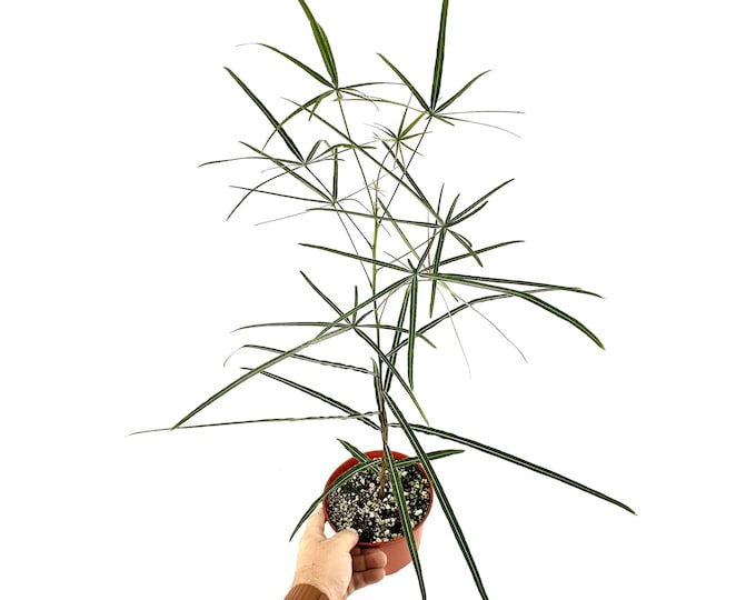 Brachychiton Rupestris - Australian Bottle Tree. Queensland Bottle Tree ...