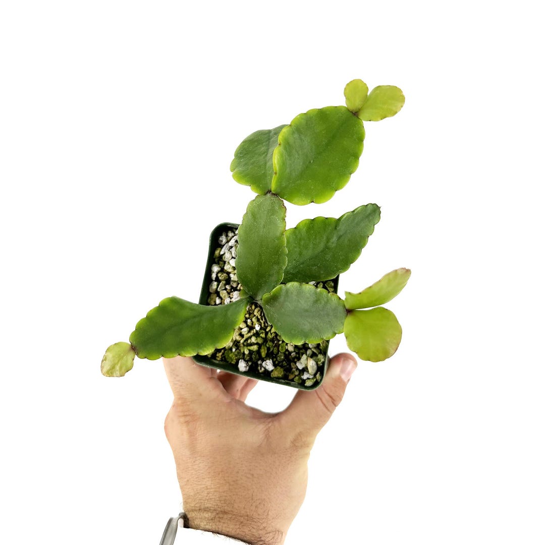 Rhipsalis Pachyptera - Rare Jungle Cactus - Live Plant - Ships From ...