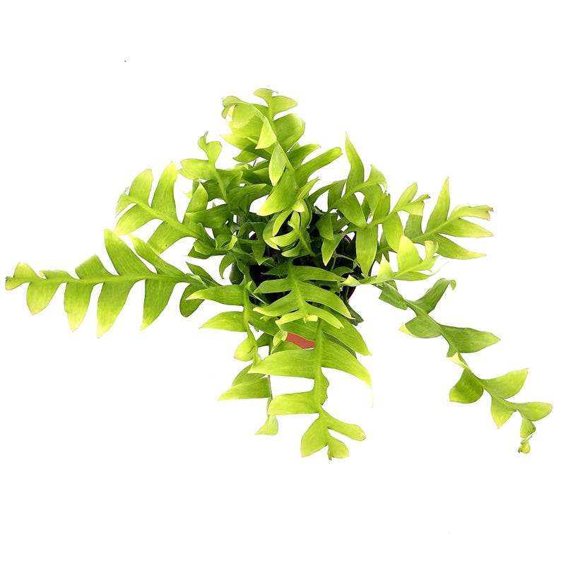 Fern Leaf Shark Tooth Cactus Selenicereus Chrysocardium Epiphytic ...