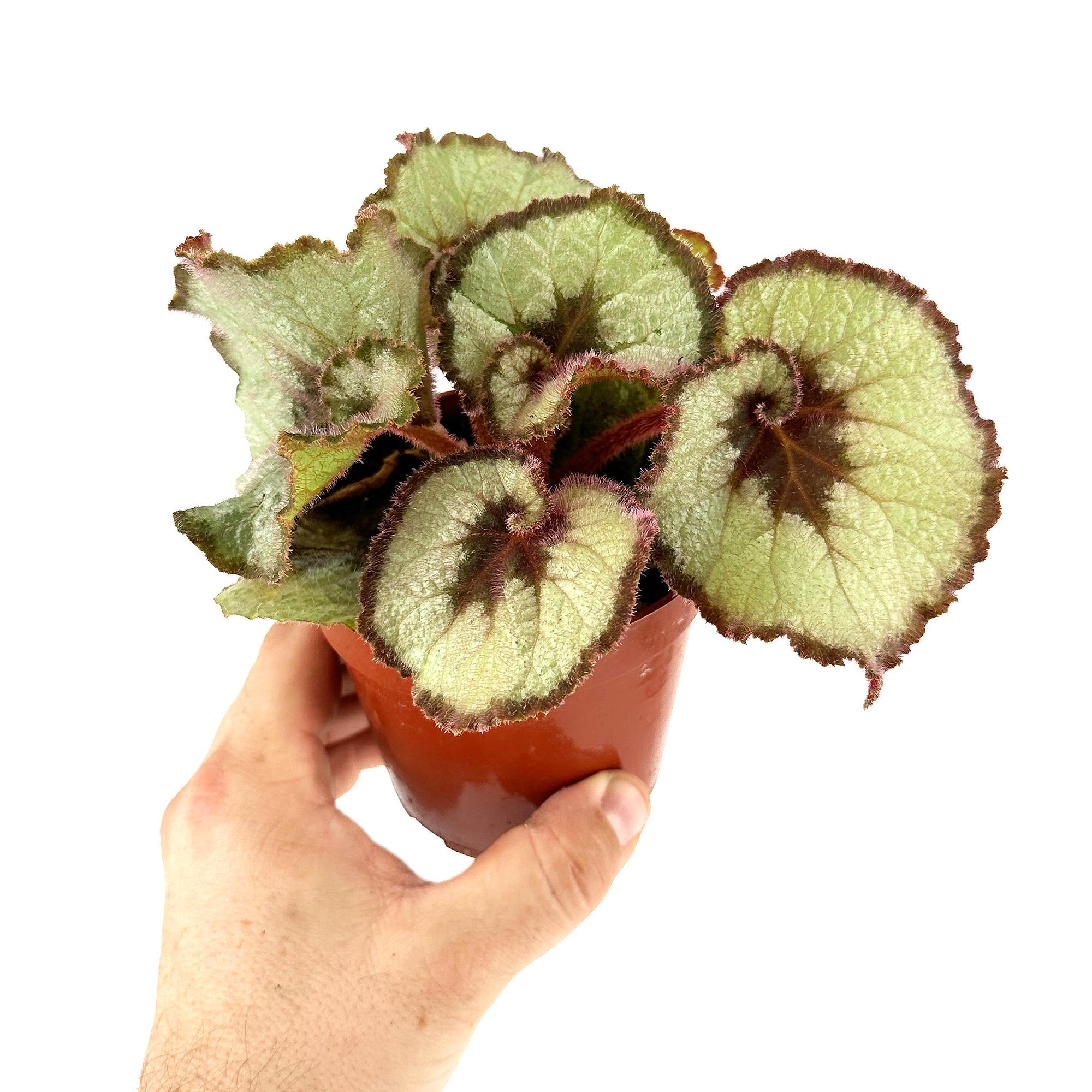 Begonia Rex 'escargot': Swirled Snail Leaf Houseplant - 4" and 6" Pot ...