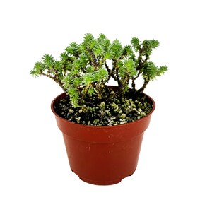 Mini Joshua Tree Succulent 4 Pot Thick and Full Sedum Multiceps Rare - Etsy