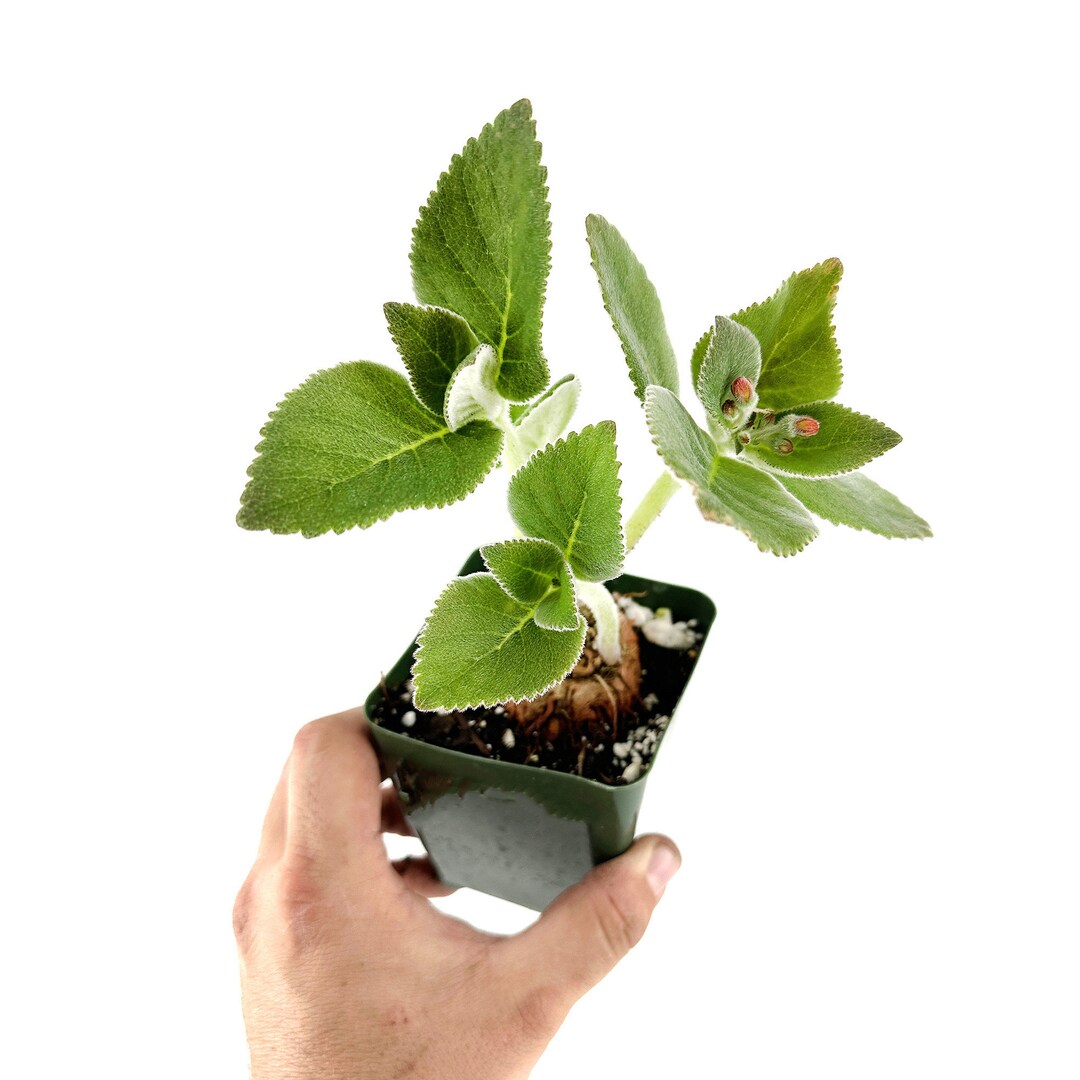 Sinningia Macrostachya Hybrid Macropoda - Rare Caudex Native to South ...