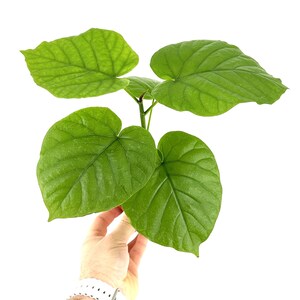 Ficus Umbellata - Umbrella Fig - 6" Pot - Ships From California - 4 ...