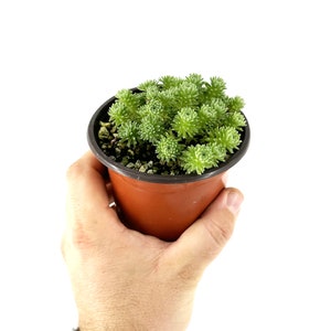 Mini Joshua Tree Succulent 4" Pot Thick and Full - Sedum Multiceps ...