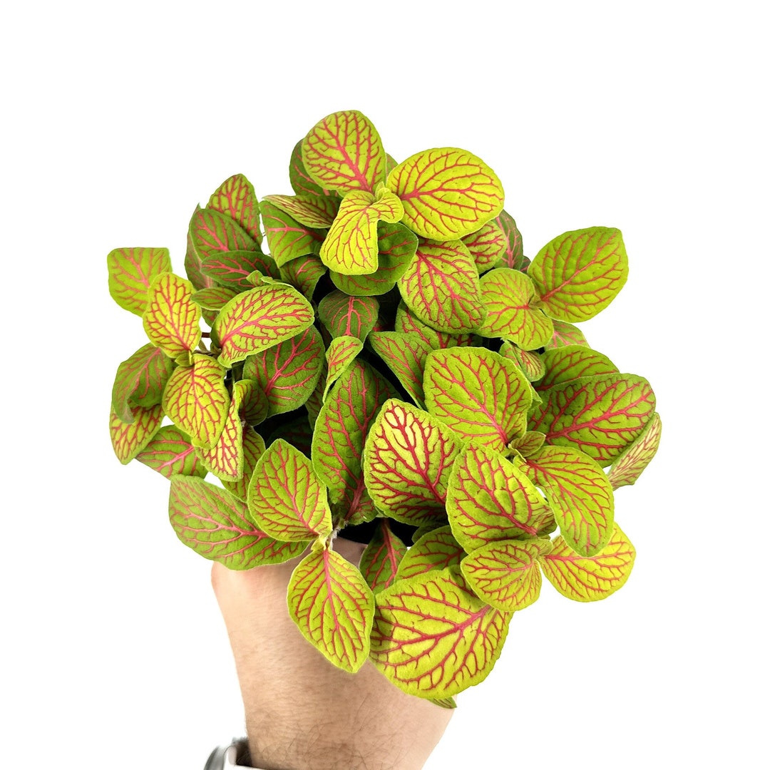 Fittonia Albivenis Skeleton Nerve Plant - Yellowish/greenish Shimmery ...