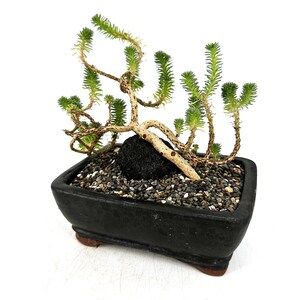 Mini Joshua Tree Succulent 4" Pot Thick and Full - Sedum Multiceps ...