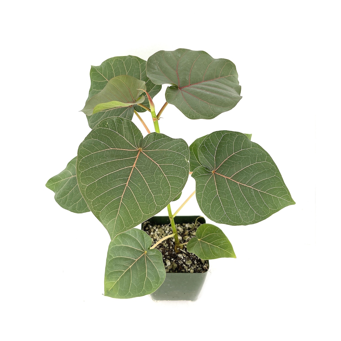 Ficus Petiolaris Red Veins 'rock Fig' Rare Fig Tree - Etsy