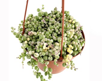 String of Pearls Pot - Etsy