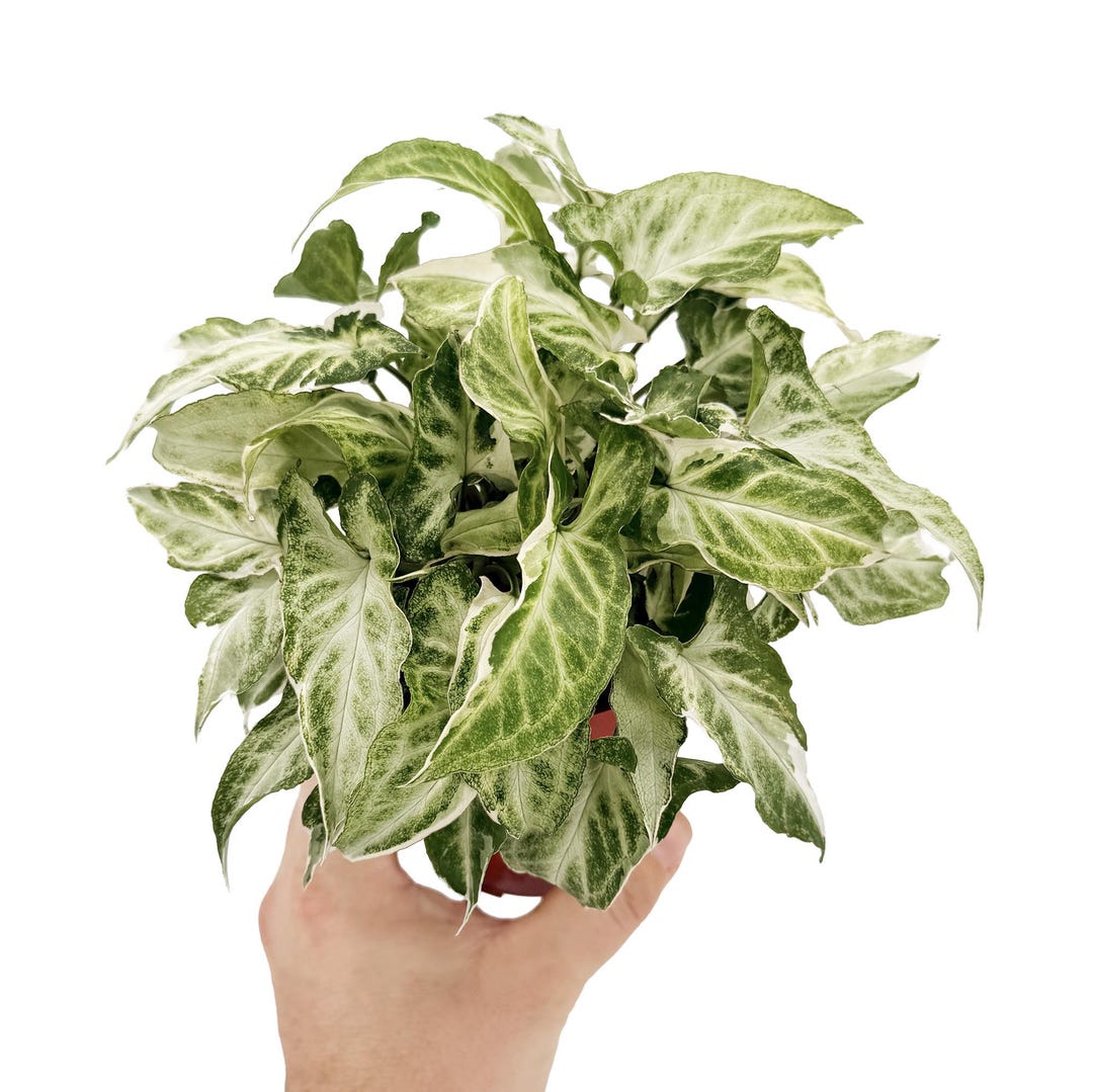 Rare Syngonium Starlite - Variegated Arrowhead Vine - Easy Care ...
