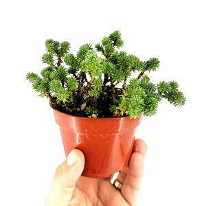 Mini Joshua Tree Succulent 4" Pot Thick and Full - Sedum Multiceps ...