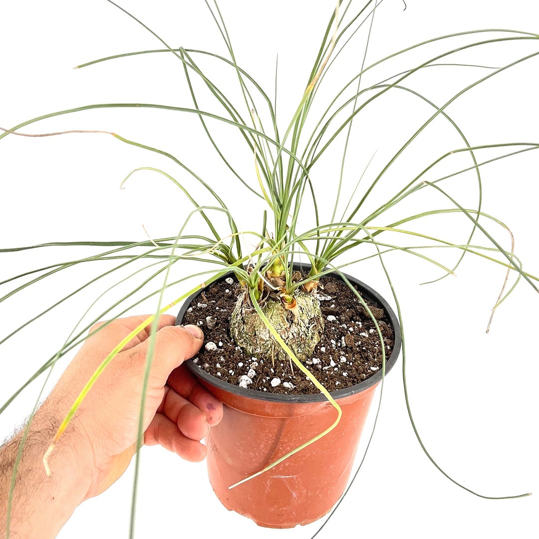 Calibanus Hookeri - Live Plant Seed Grown Caudex Plant 'mexican Boulder' Native to Tamaulipas ...