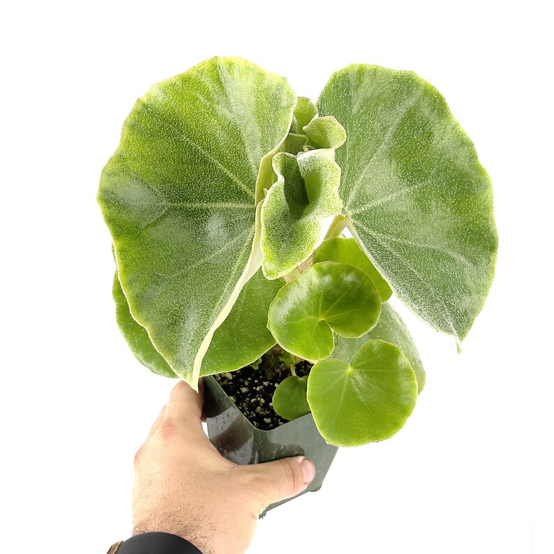 Begonia Venosa Rare Succulent Begonia Thick Fuzzy Leaves - Etsy