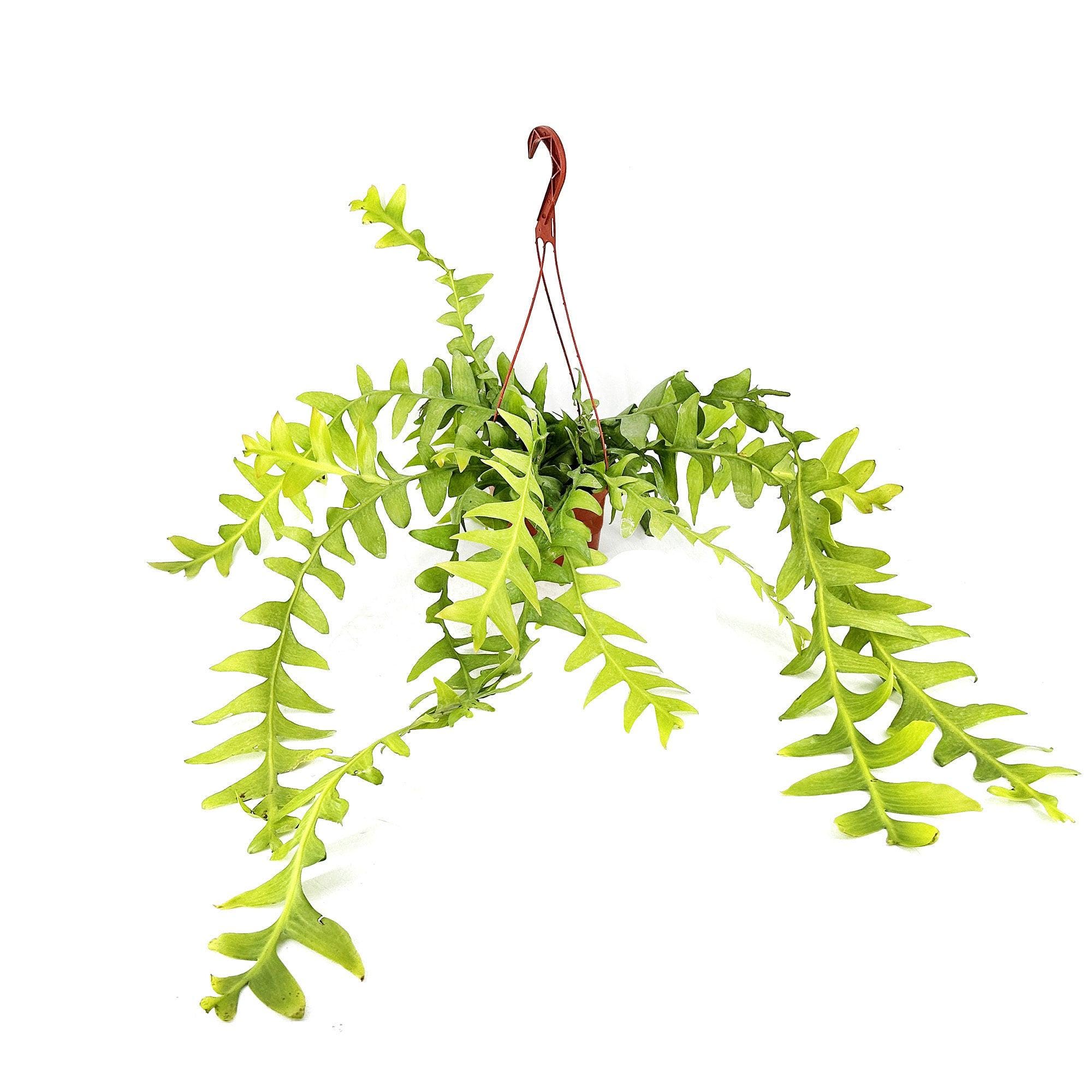Fern Leaf Shark Tooth Cactus Selenicereus Chrysocardium Epiphytic ...