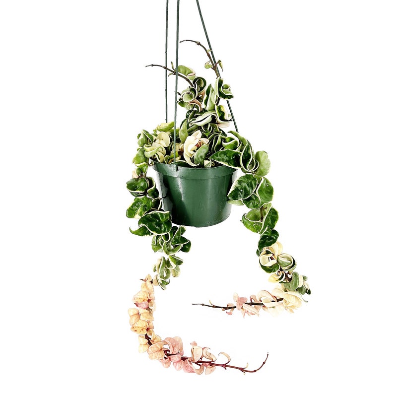 Hoya Rope Plant - Etsy