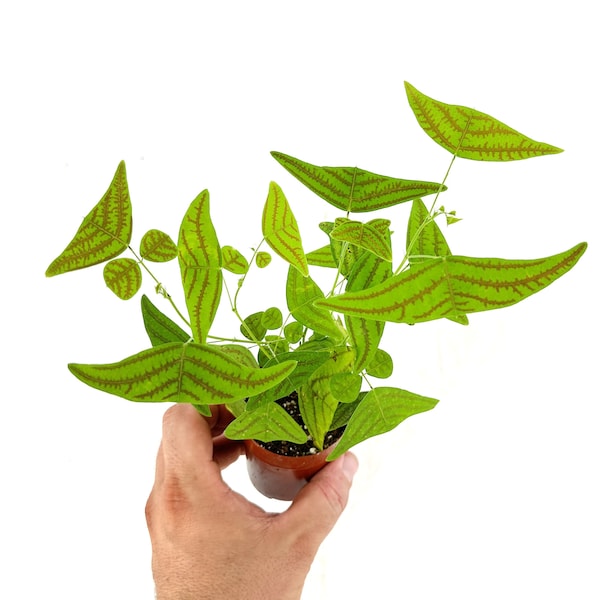 Swallowtail Plant - Etsy