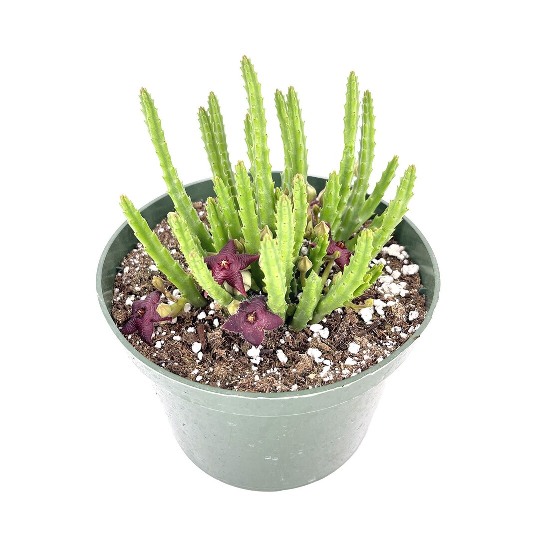 Smelly Starfish Flower Stapelia Scitula Seed Grown - Etsy