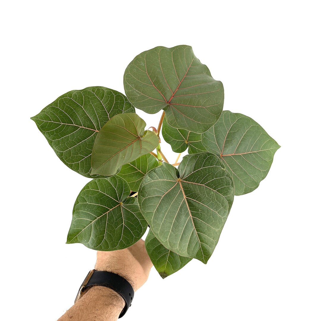 Ficus Petiolaris: Red Veins 'rock Fig' Rare Caudex Forming Tree - Etsy