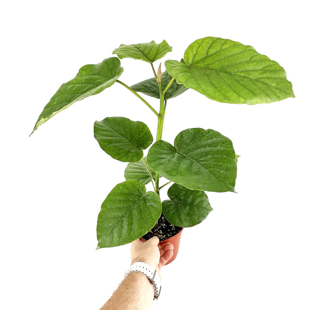 Ficus Umbellata Umbrella Fig 6 Pot Ships From California Giant Leaves ...