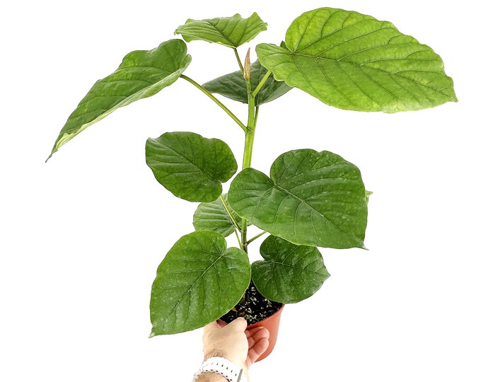 Ficus Umbellata Umbrella Fig 6 Pot Ships From California Giant Leaves ...