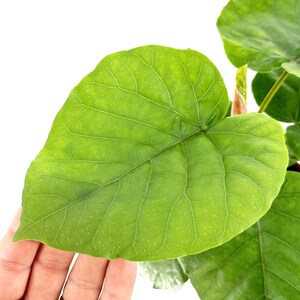 Ficus Umbellata - Umbrella Fig - 6" Pot - Ships From California - 4 ...