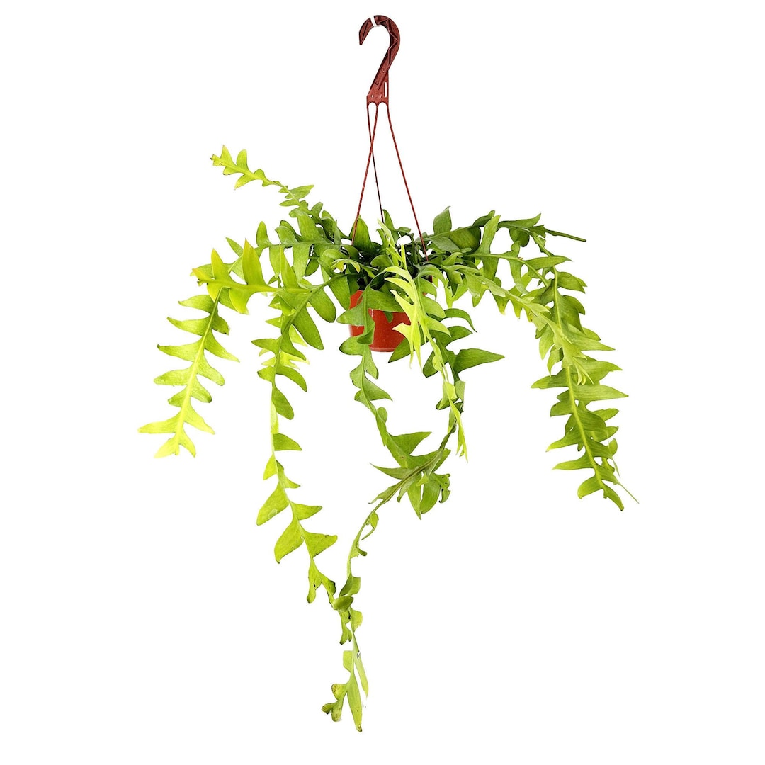 Fern Leaf Shark Tooth Cactus Selenicereus Chrysocardium Epiphytic ...