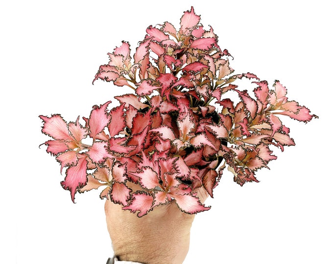 Fittonia Albivenis 'frankie' - Rare Pink Color - - Etsy