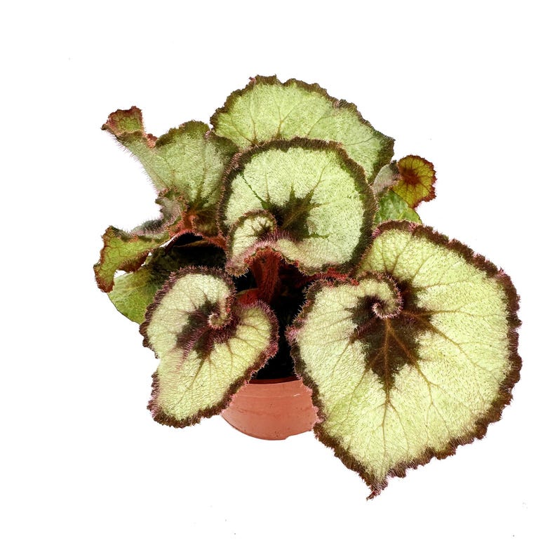 Begonia Rex 'escargot': Swirled Snail Leaf Houseplant - 4" and 6" Pot ...