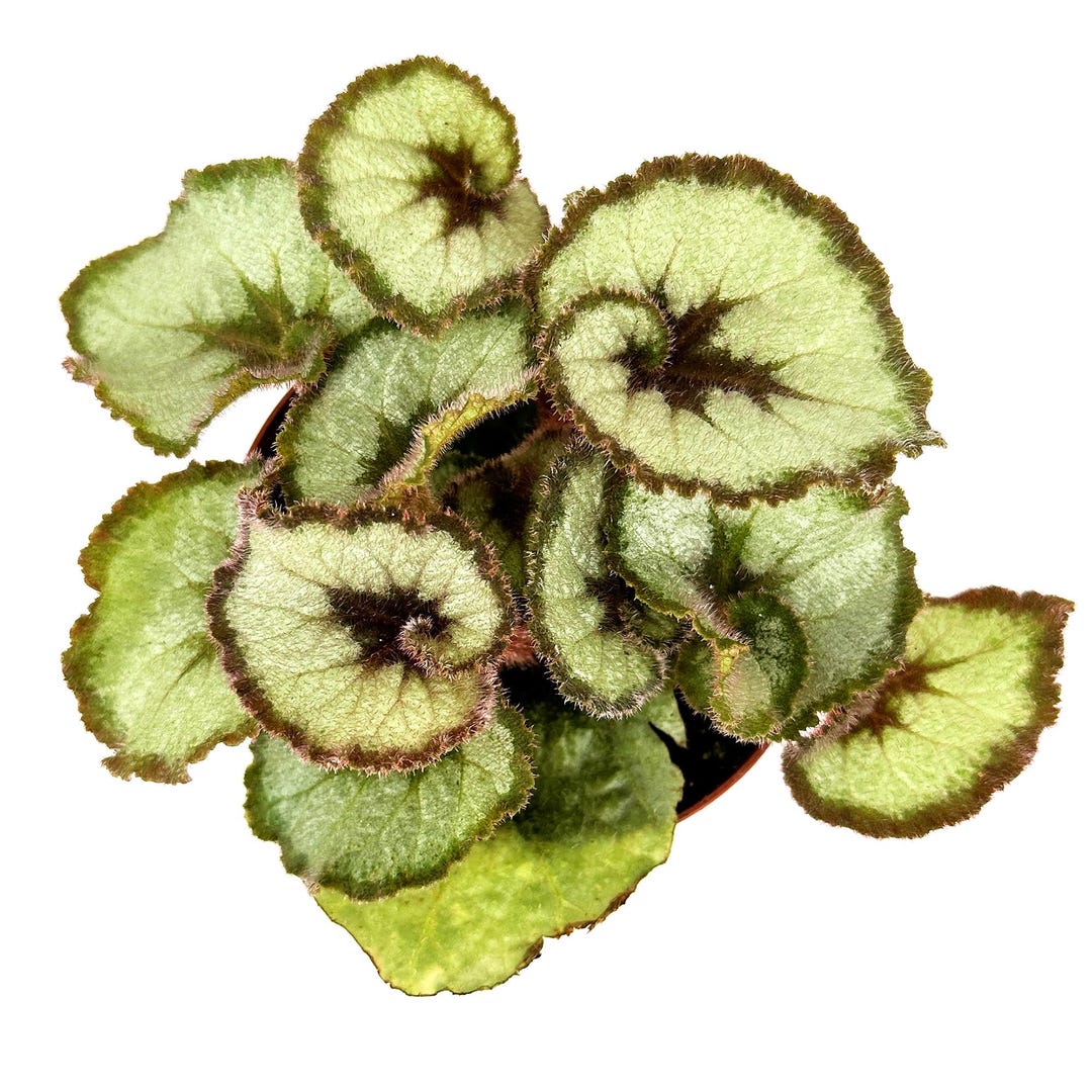 Begonia Rex 'escargot': Swirled Snail Leaf Houseplant - 4" Pot - Etsy