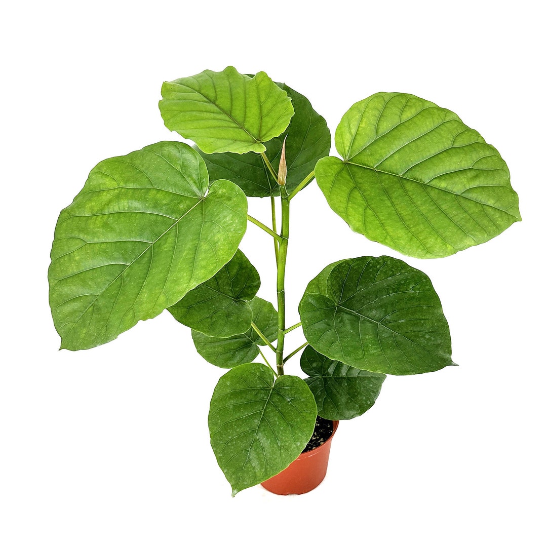 Ficus Umbellata - Umbrella Fig - 6" Pot - Ships From California - 4 ...