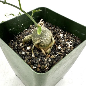 Kedrostis Africana 'baboon's Cucumber' - Seed Grown - RARE Caudex Plant ...