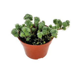 Mini Joshua Tree Succulent 4 Pot Thick and Full Sedum Multiceps Rare - Etsy
