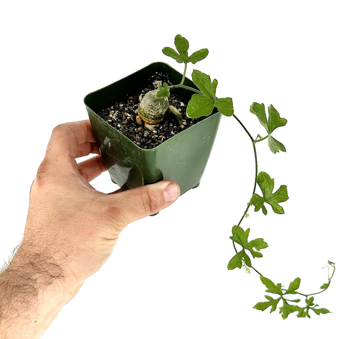 Kedrostis Africana 'baboon's Cucumber' Seed Grown RARE Caudex Plant 4 ...