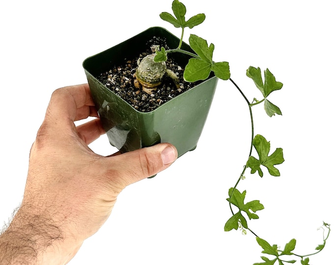 Kedrostis Africana 'baboon's Cucumber' - Seed Grown - RARE Caudex Plant ...