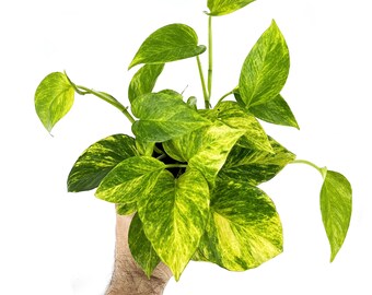 Lizard Queen Pothos Epipremnum 4 Pot - Etsy