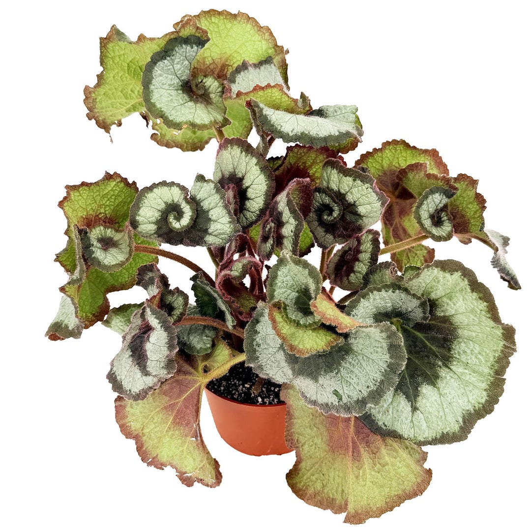 Begonia Rex 'escargot': Swirled Snail Leaf Houseplant - 4" and 6" Pot ...