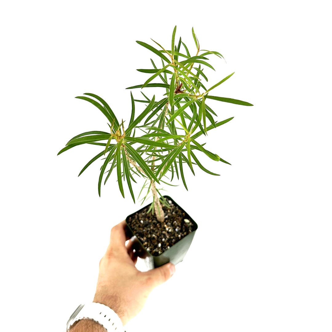 Euphorbia Balsamifera Rare Balsam Spurge Succulent - Live Plant - Ships ...