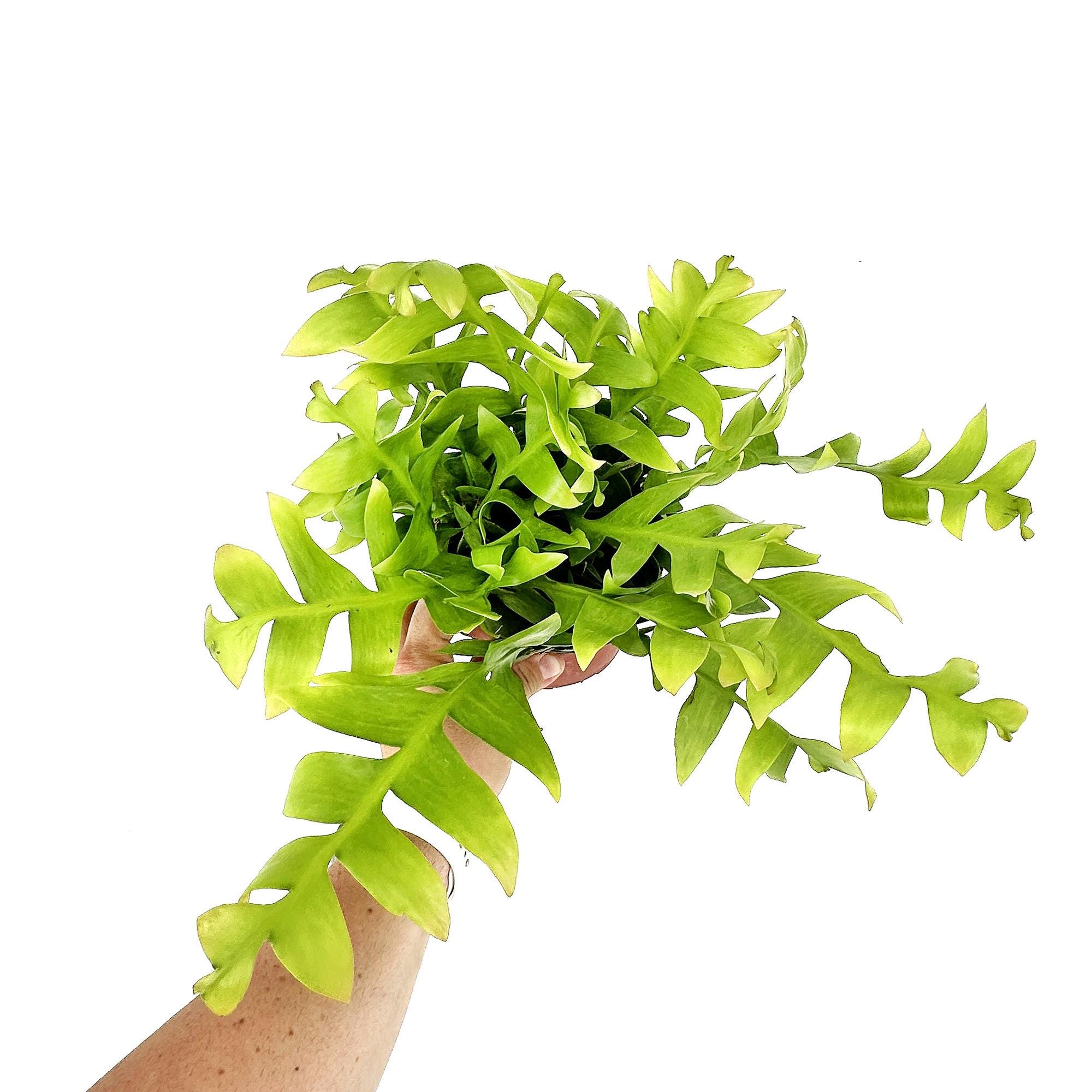 Fern Leaf Shark Tooth Cactus Selenicereus Chrysocardium Epiphytic ...