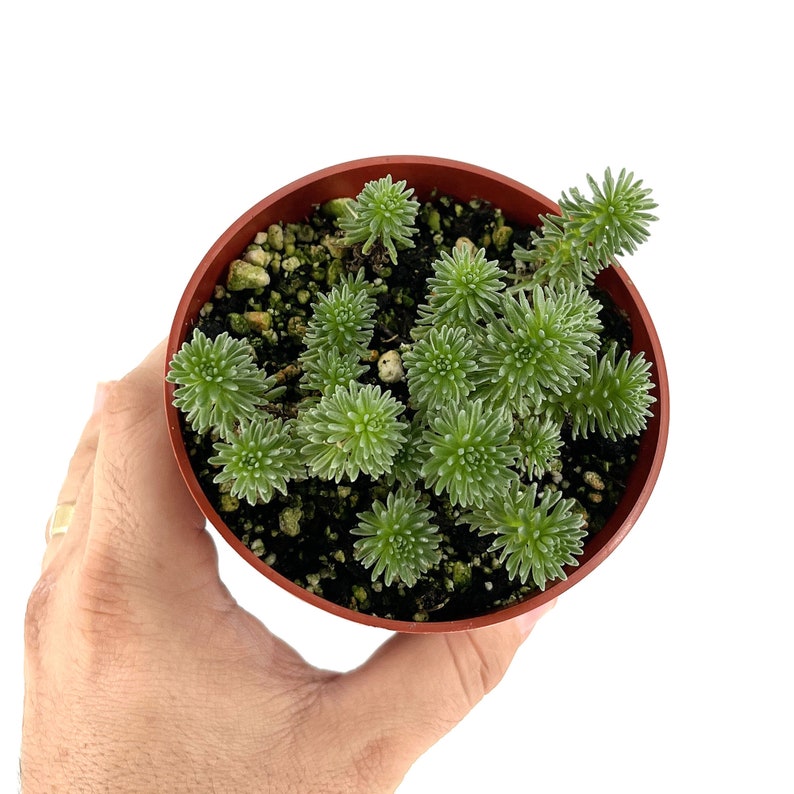 Mini Joshua Tree Succulent 4 Pot Thick and Full Sedum - Etsy