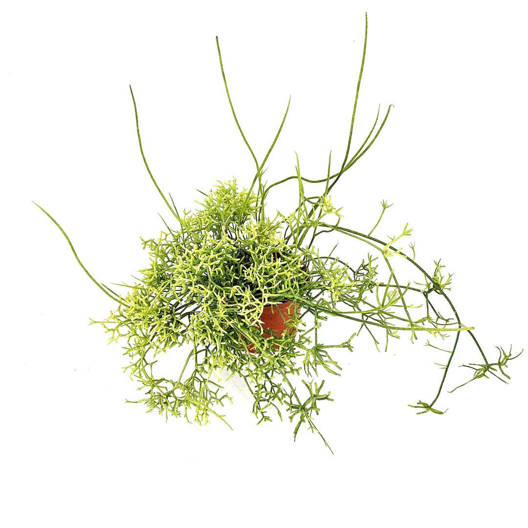 6” Rhipsalis Baccifera ‘mistletoe Cactus’ – XXL, Super Full & Lush ...