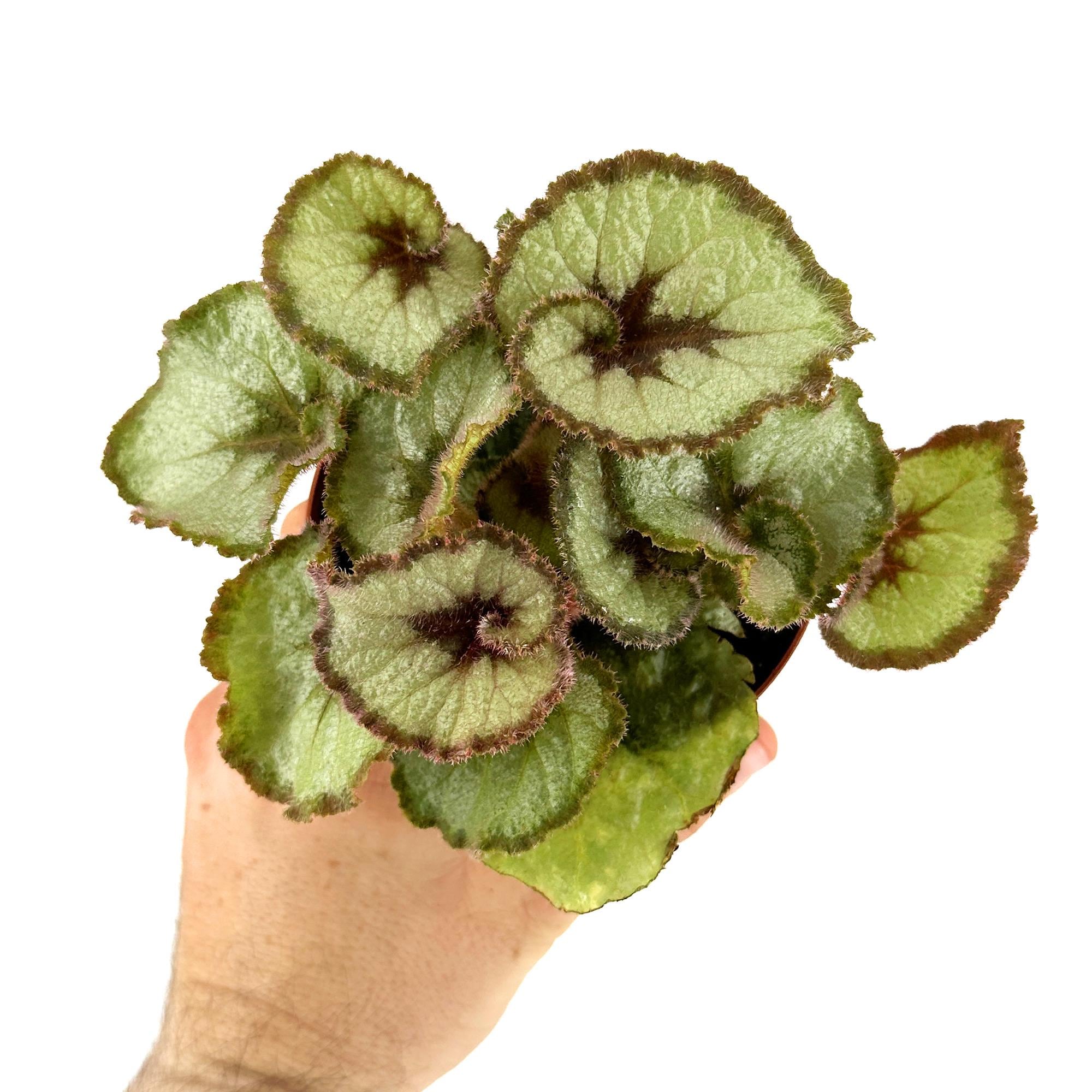 Begonia Rex 'escargot': Swirled Snail Leaf Houseplant - 4" and 6" Pot ...